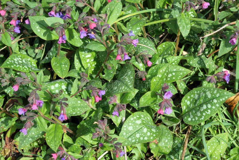 Pulmonaria or Lungwort in Flower. Stock Image - Image of garden, leaves ...