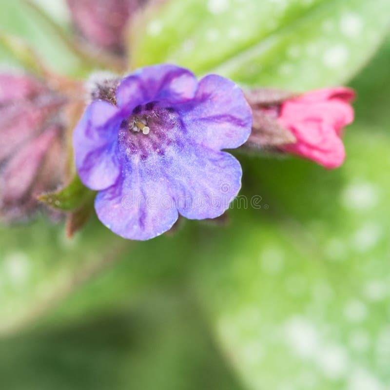 Pulmonaria stock image. Image of macro, lungwort, close - 39344905