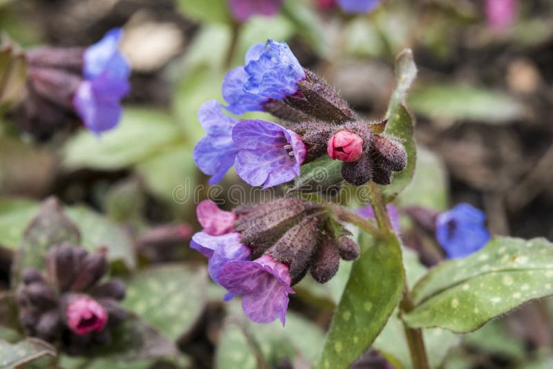 Pulmonaria Officinalis or Blue Lungwort Stock Photo - Image of blue ...