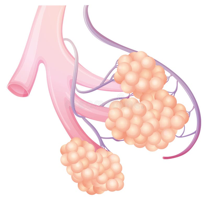 Alveol I Lunga Gasutbyte Isolerat På Vit Bakgrund Vektor Illustrationer ...