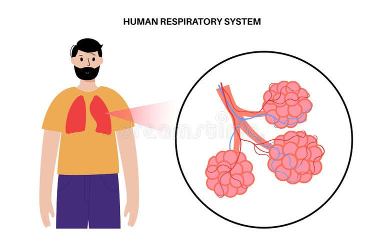 Alveoli Cartoon Human Structure Stock Illustrations – 43 Alveoli ... Alveoli Cartoon Human Structure Stock Illustrations – 43 Alveoli ...