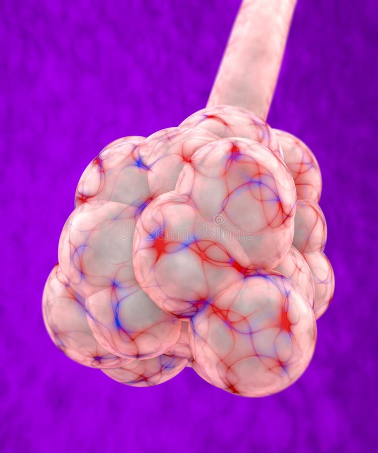Pulmonary Alveolus, Lung Lobule Stock Illustration - Illustration of ...