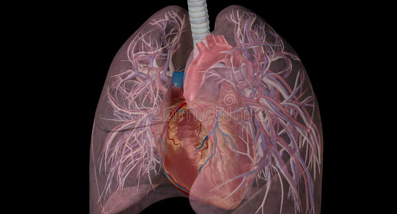 The Pulmonary Circulation is a Division of the Circulatory Syste Stock ...
