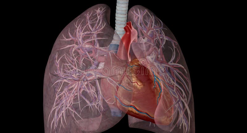 The Pulmonary Circulation is a Division of the Circulatory Syste Stock ...