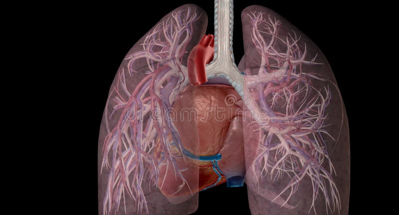 The Pulmonary Circulation is a Division of the Circulatory Syste Stock ...