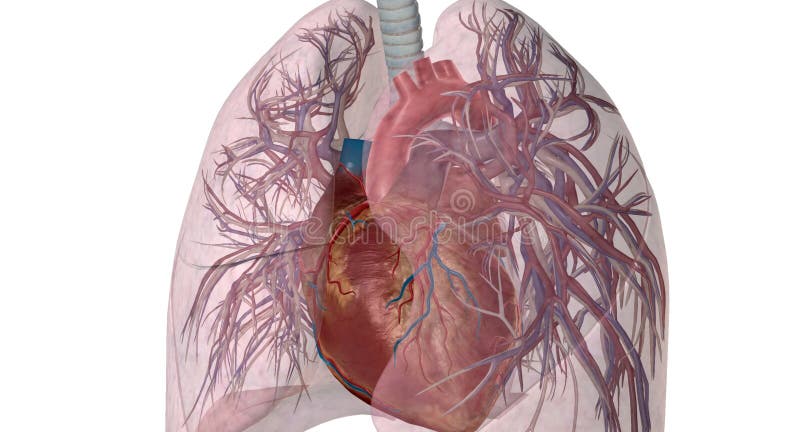The Pulmonary Circulation is a Division of the Circulatory Syste Stock ...