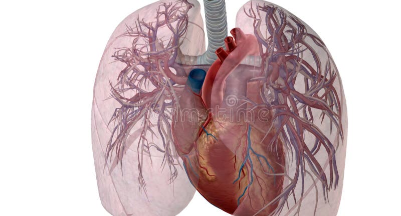 The Pulmonary Circulation is a Division of the Circulatory Syste Stock ...