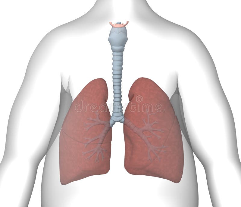 Pulmones stock de ilustración. Ilustración de respiratorio - 14479580
