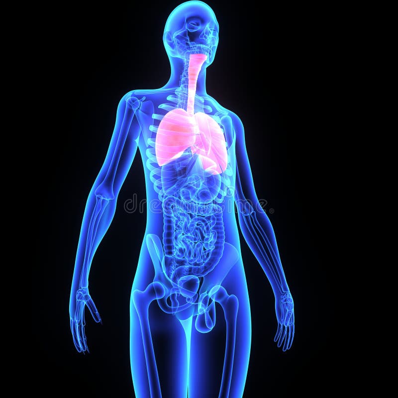 Pulmones foto de archivo. Imagen de icono, salud, bronquio - 48738718