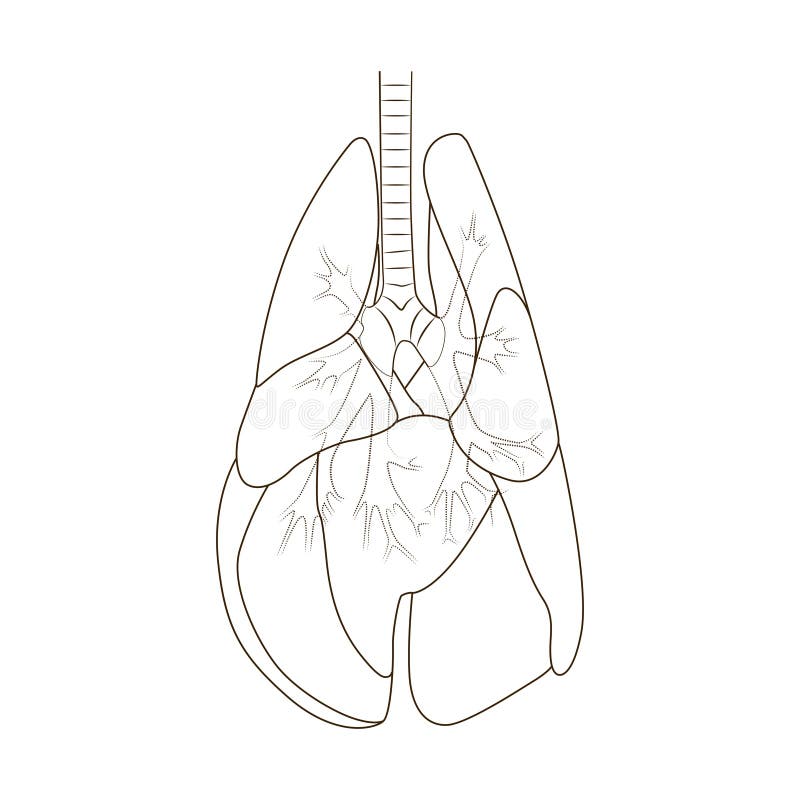 Pulmones Del Ejemplo Del Vector Del Perro Ilustración del Vector ... Pulmones Del Ejemplo Del Vector Del Perro Ilustración del Vector ...
