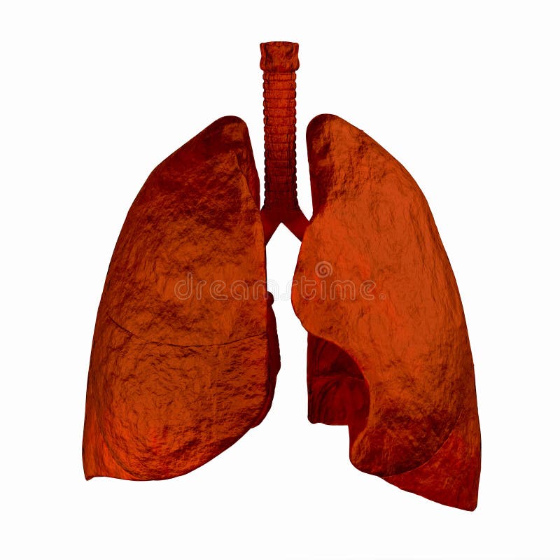 Pulmones humanos stock de ilustración. Ilustración de medicina - 34329321