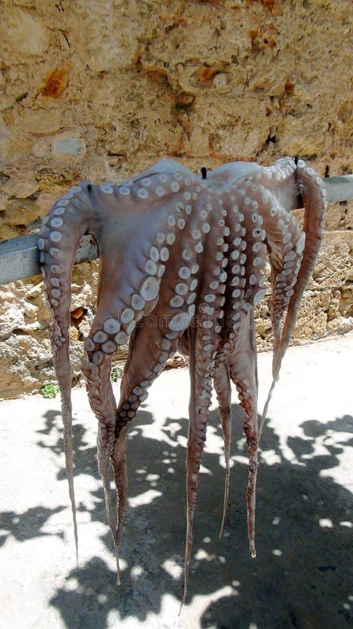 Pulpo Fresco Aislado En El Fondo Blanco Pulpo Vivo Aislado Foto de ...