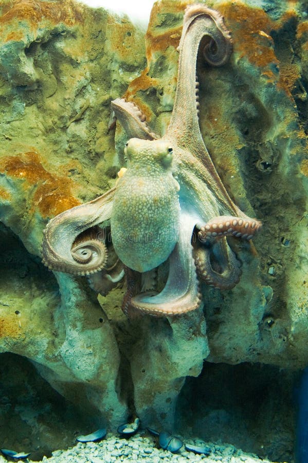 Pulpo imagen de archivo. Imagen de animales, apalancamiento - 12855307
