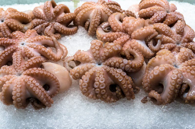 Pulpo crudo en el hielo foto de archivo. Imagen de bebé - 71098360