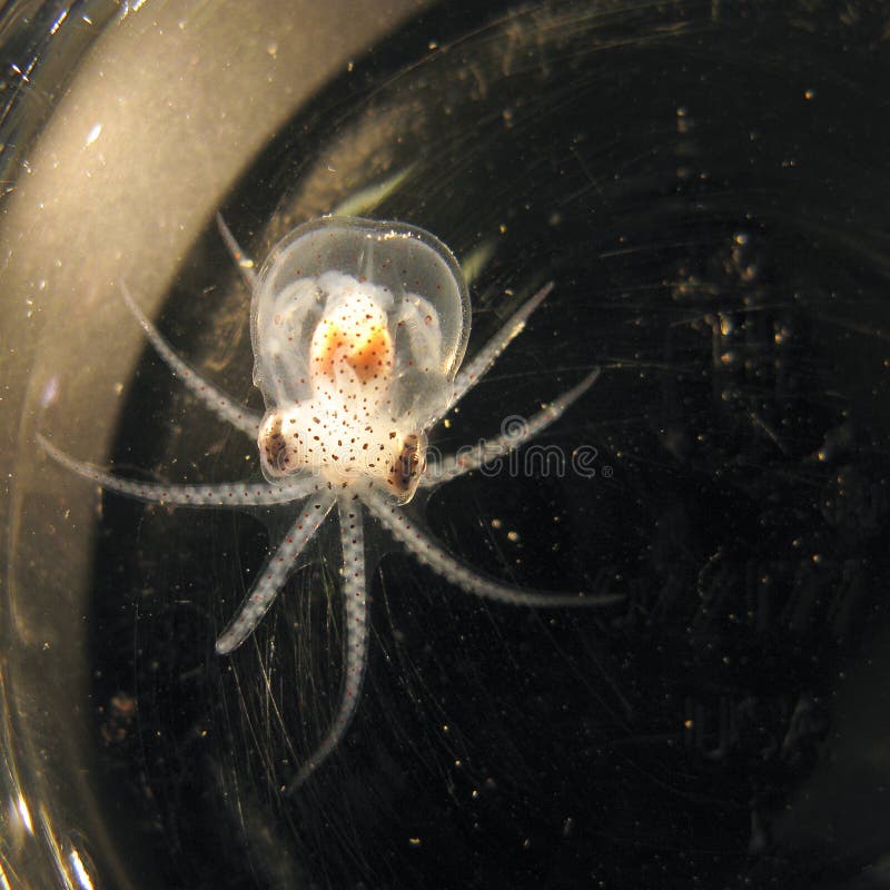 Pulpo del bebé foto de archivo. Imagen de marina, turismo - 48475800