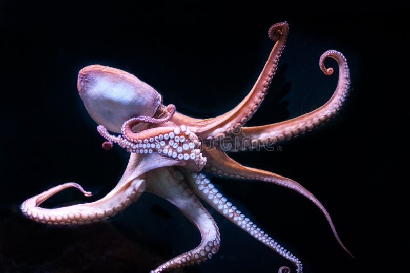 Pulpo En La Cuenca Del Agua Foto de archivo - Imagen de invertebrado ...