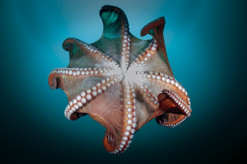 Pulpo Gigante En El Profundo Foto de archivo - Imagen de marina, animal ...