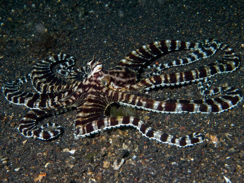Pulpo Mimético, Bahía De Sogod, Capellán Burgos, Leyte, Filipinas, Asia ...