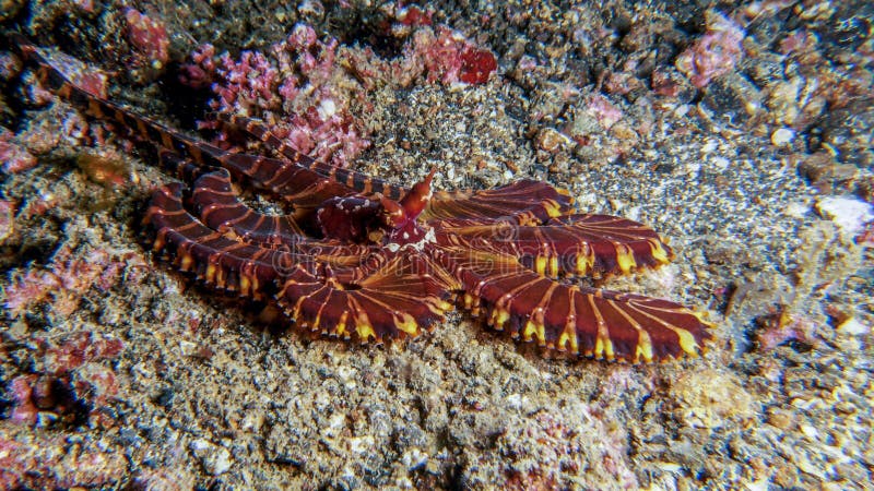 Pulpo Mimético En El Estrecho De Lembeh, Indonesia Imagen de archivo ...