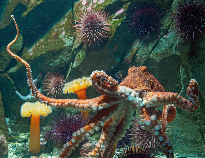 Pulpo pacífico gigante imagen de archivo. Imagen de marina - 37756641