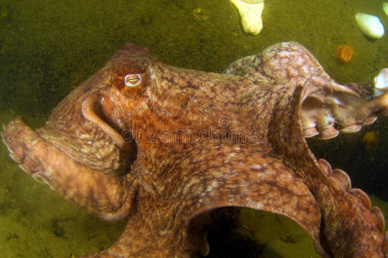 Pulpo Gigante Fotos De Stock - Descarga 1,065 Fotos Libres de Derechos