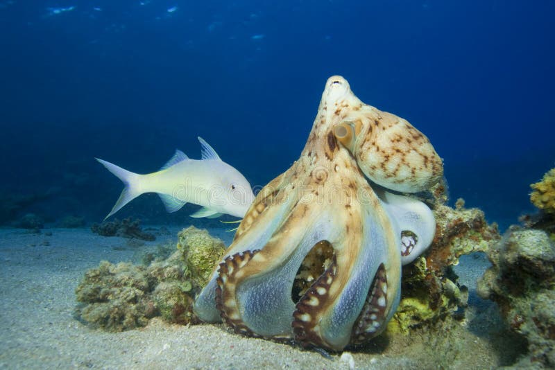 Pulpo foto de archivo. Imagen de marina, subacuático, filón - 4056640