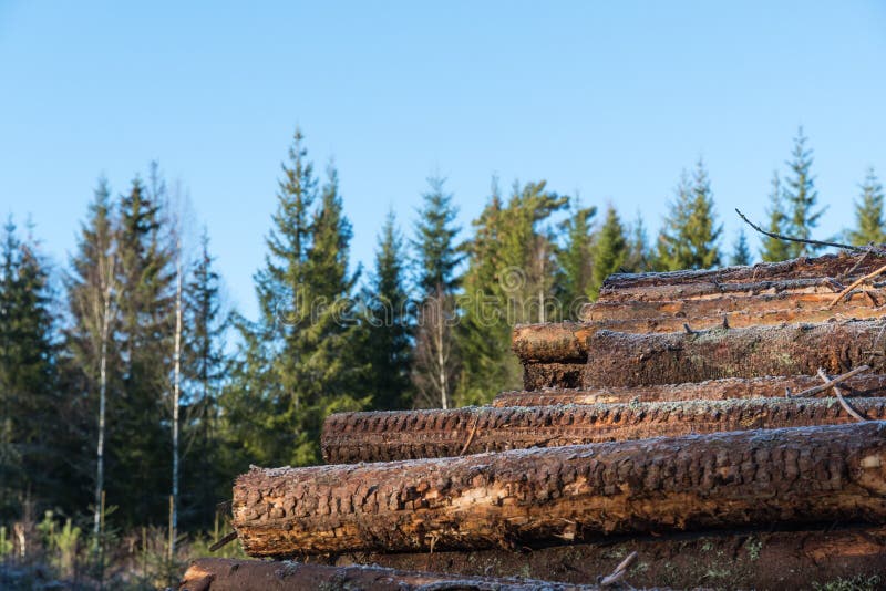 Pile of Pulpwood in a Coniferous Forest Stock Photo - Image of natural ...