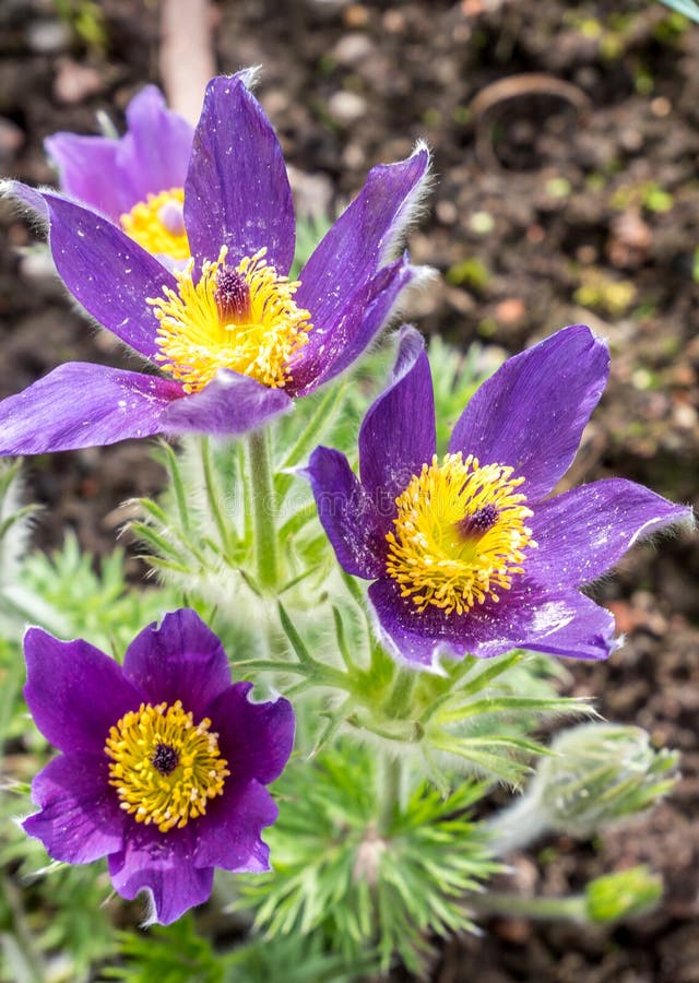 Pulsatilla Flower in the Garden Stock Image - Image of green, detail ...