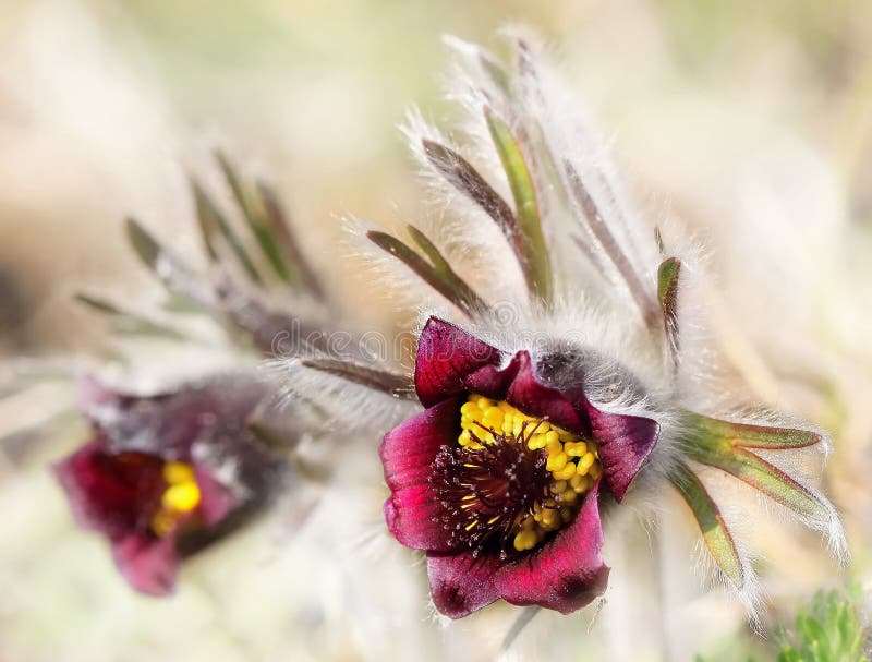 Alpine Spring Flowers stock photo. Image of symbol, pasqueflower - 30431718