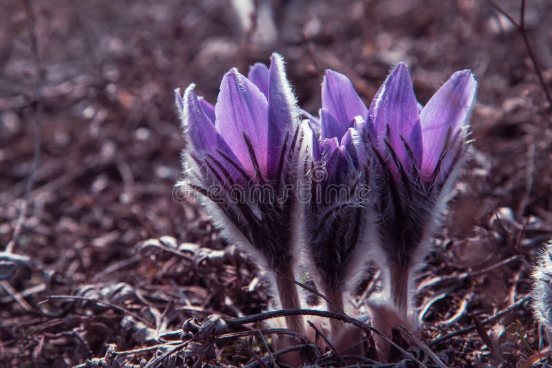 Pulsatilla Halleri or Pulsatilla Taurica Flowers Stock Image - Image of ...