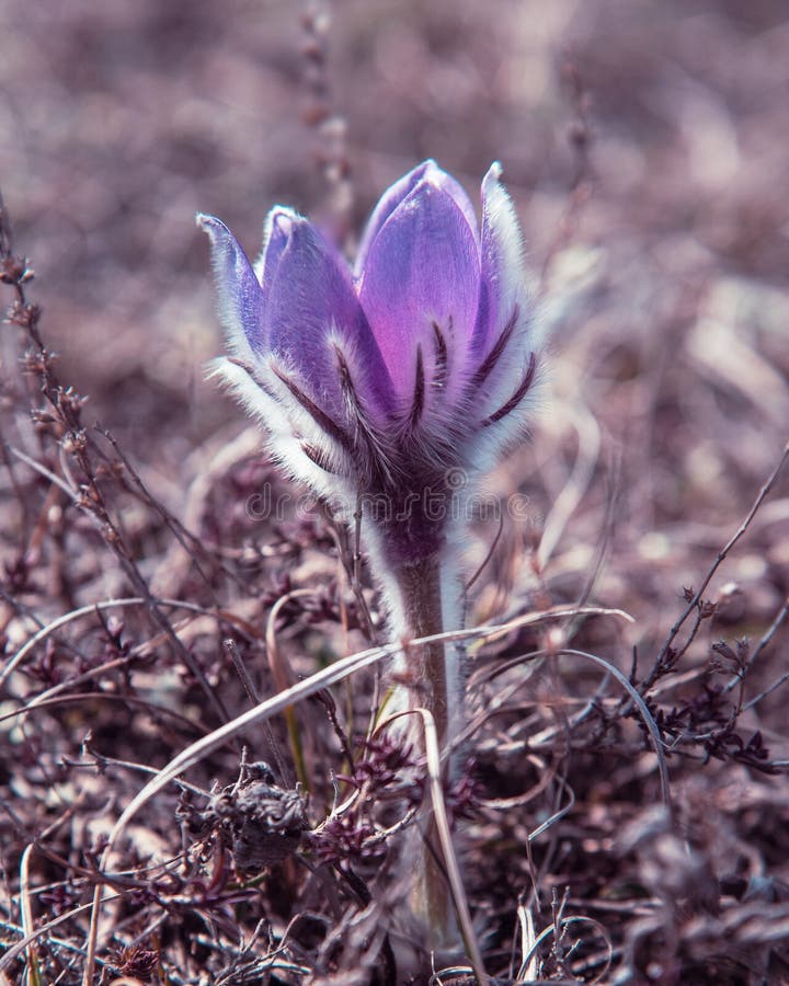 Pulsatilla Halleri or Pulsatilla Taurica Flowers Stock Image - Image of ...