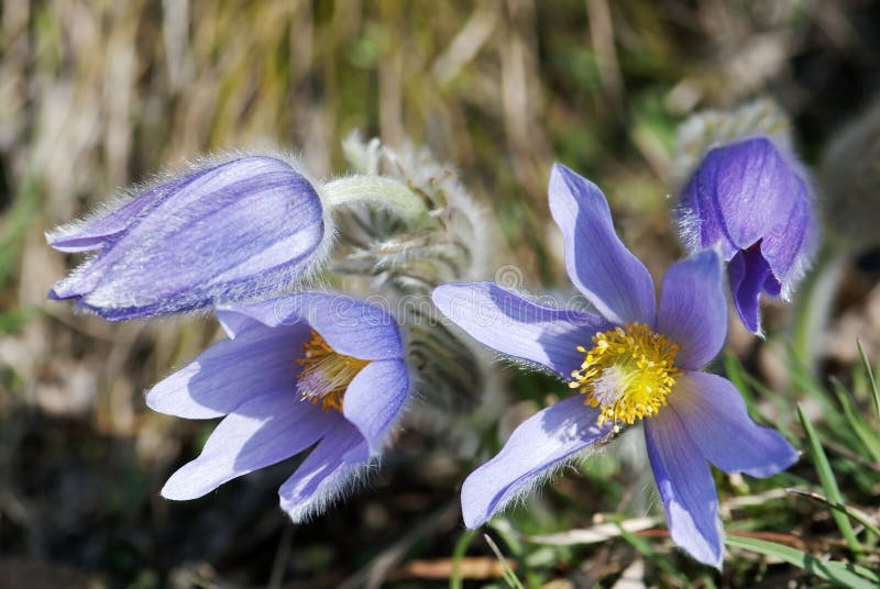 Alpine Spring Flowers stock photo. Image of symbol, pasqueflower - 30431718