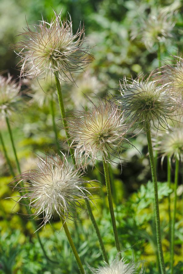 Pulsating Anemone fruits stock image. Image of vegetal - 147610583