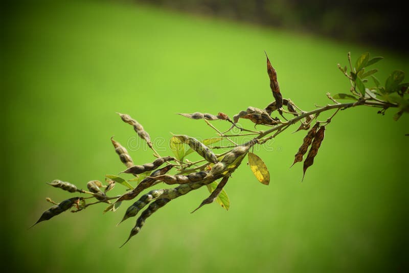 Pulse plant stock image. Image of plant, pulse, farm - 141444605