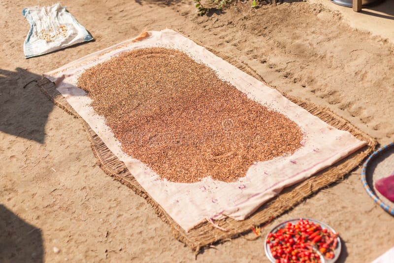 Pulses drying in the sun stock image. Image of gram, edible - 80474959