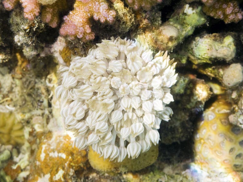 Pulsing Xenia Tropical Reef Red Sea Stock Photos - Free & Royalty-Free ...