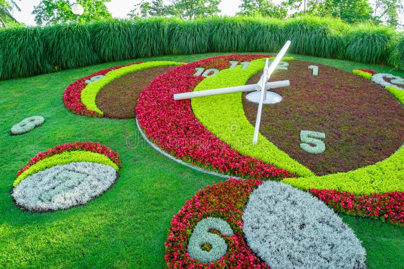 Pulso De Disparo Da Flor De Genebra Foto de Stock - Imagem de bonito ...