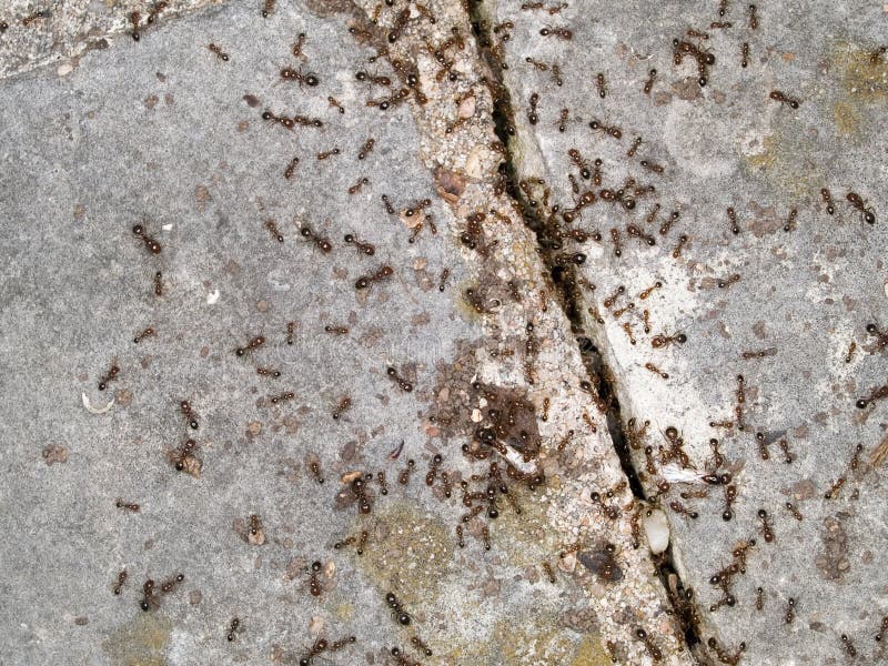 Pulular das formigas foto de stock. Imagem de detalhe, elementos - 588262