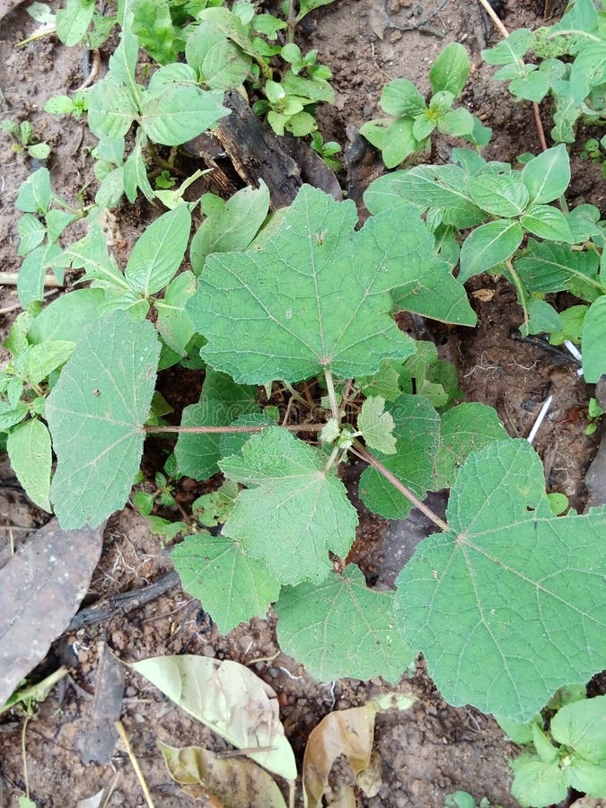 Pulutan a Very Smelly Type of Grass Stock Photo - Image of smelly, type ...