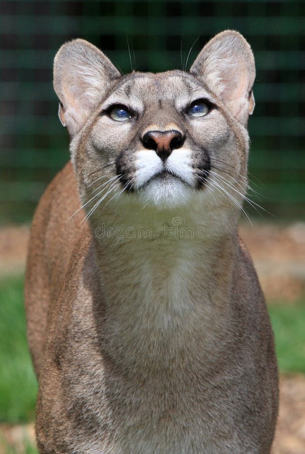 3+ Puma looking camera Free Stock Photos - StockFreeImages