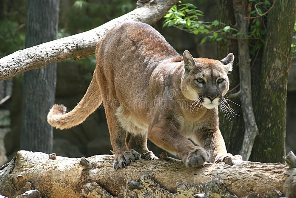 Puma stock image. Image of back, captive, head, orange - 1174769