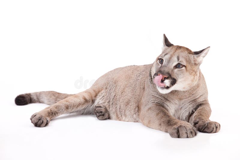 Puma stock image. Image of studio, wildlife, lying, isolated - 13050827