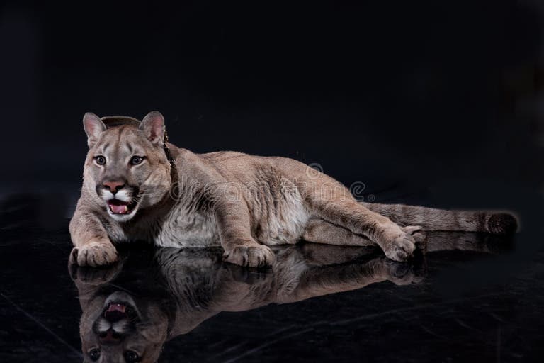 155 Puma Teeth Stock Photos - Free & Royalty-Free Stock Photos from ...