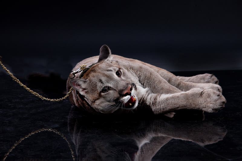 140 Puma Teeth Stock Photos - Free & Royalty-Free Stock Photos from ...