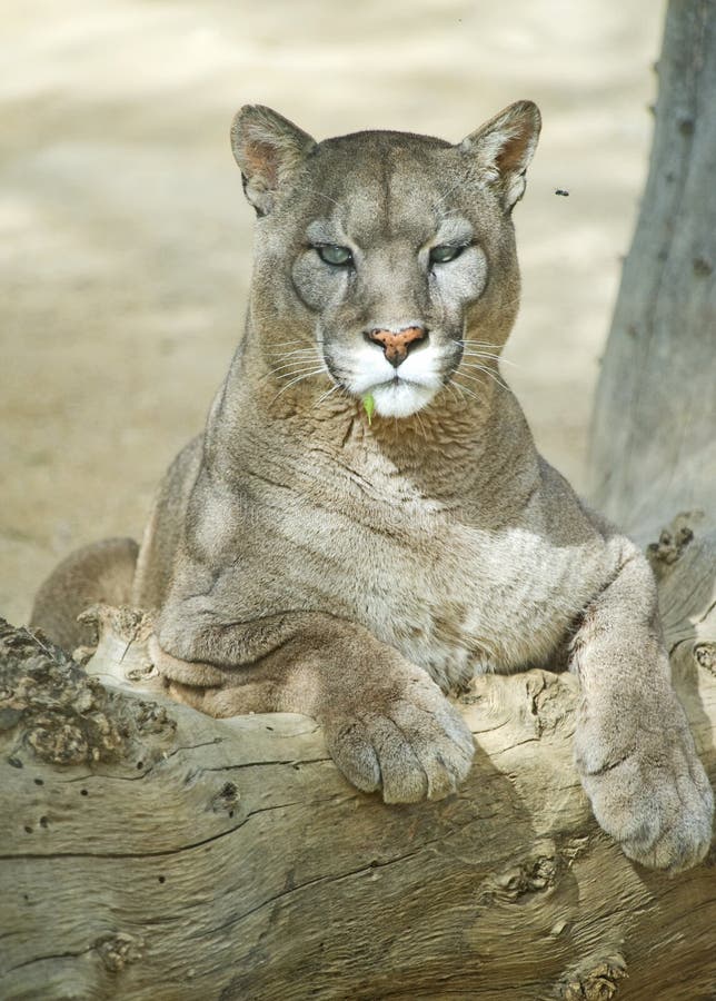 Puma Sitting on Rocks stock photo. Image of cougar, prowling - 26421050