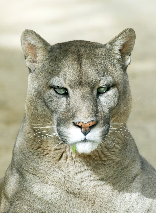 429 Puma Tail Stock Photos - Free & Royalty-Free Stock Photos from ...