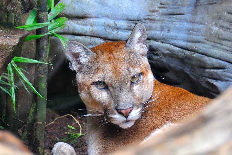 Puma stock photo. Image of growling, jaguar, lion, central - 16827954