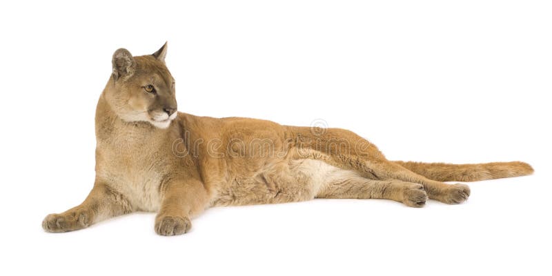 Cougar Lying Down Stock Photos - Free & Royalty-Free Stock Photos from ...