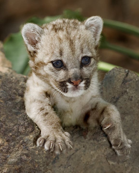 Puma stock photo. Image of baby, young, lion, puma, closeup - 2351284