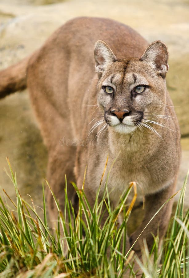Puma fotografering för bildbyråer. Bild av jordluckrare - 24123481